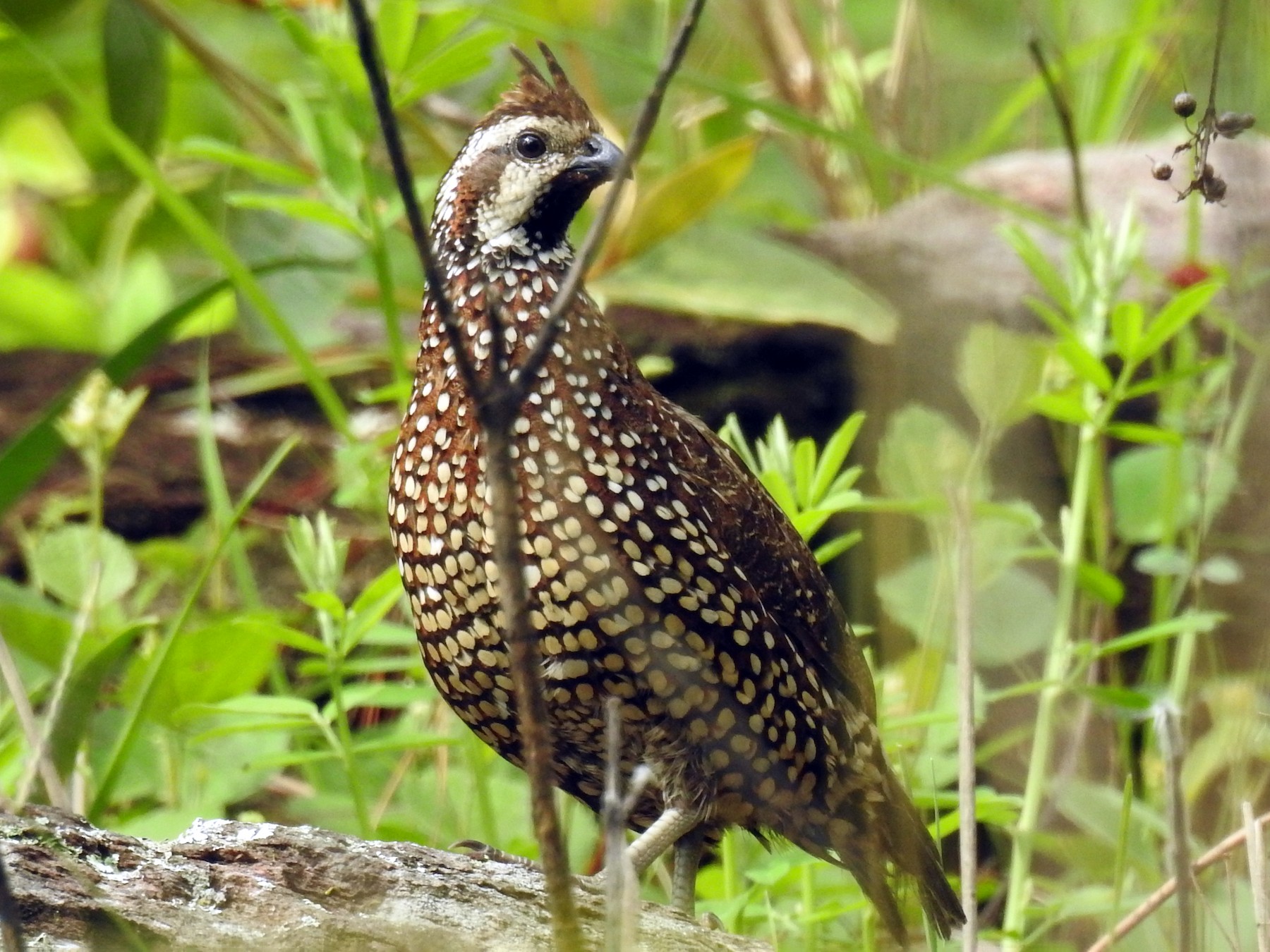 Crested Bobwhite - eBird