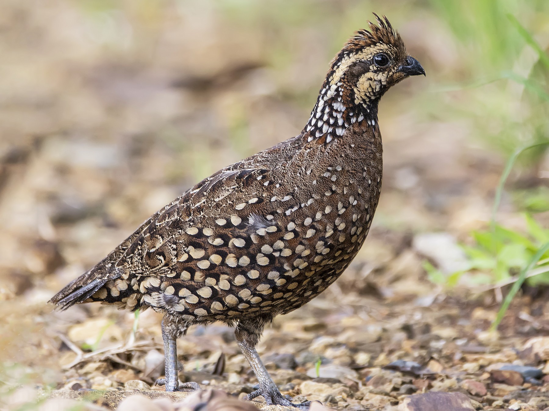 Crested Bobwhite - eBird