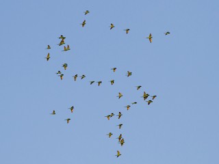 Crimson-fronted Parakeet - eBird