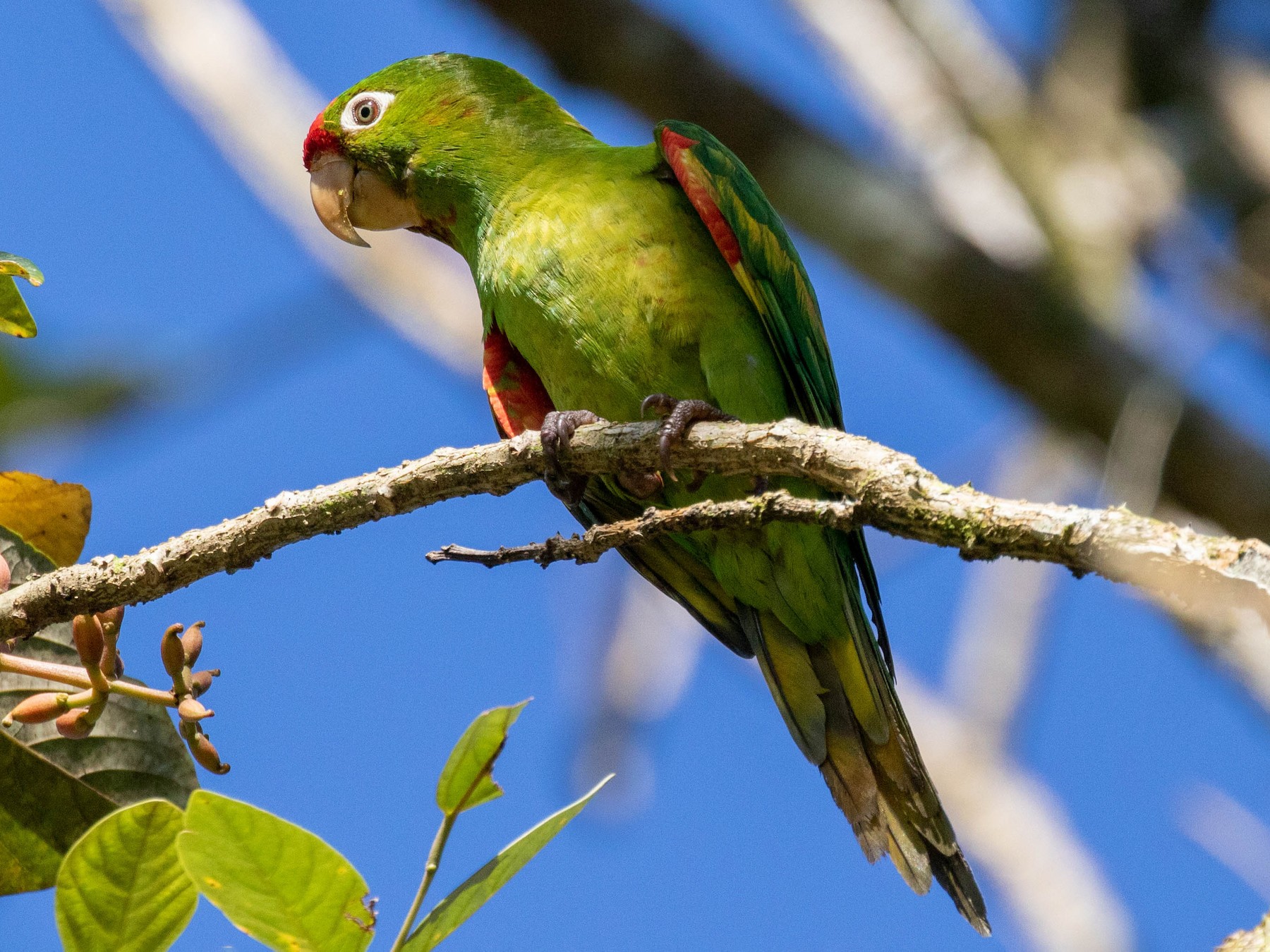 Crimson-fronted Parakeet - eBird