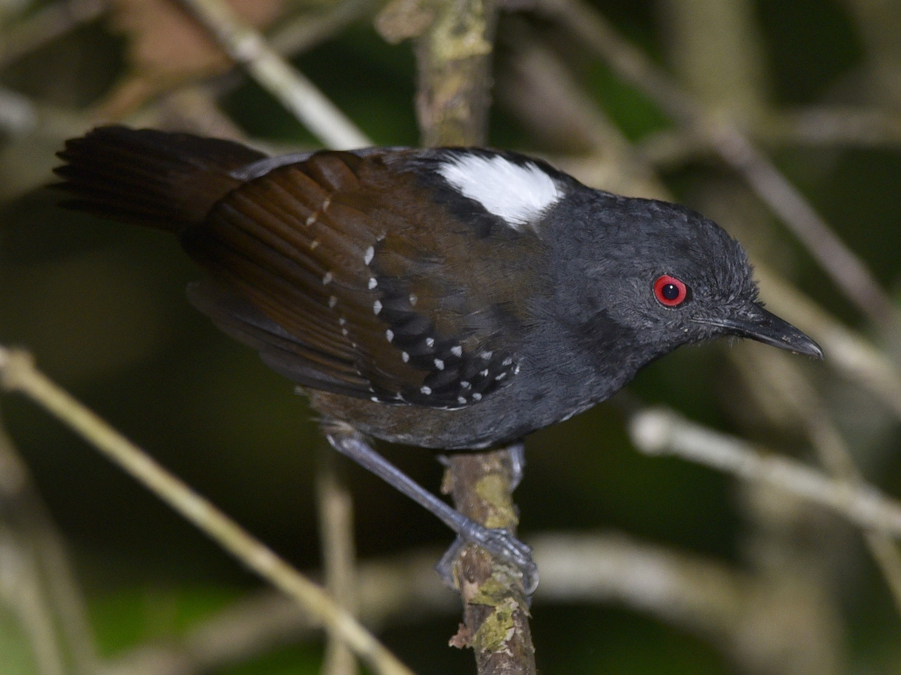 Dull-mantled Antbird - eBird