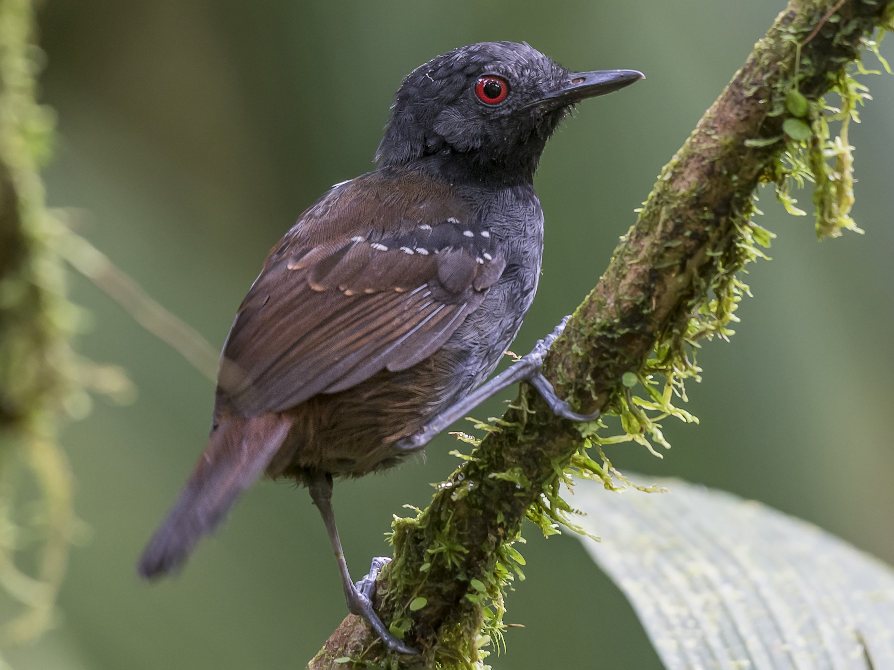 Dull-mantled Antbird - eBird