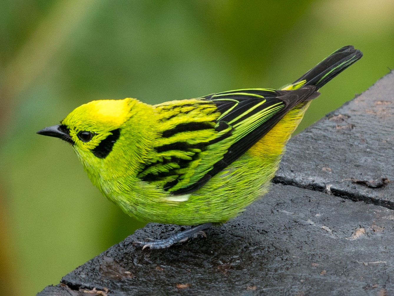 Emerald Tanager - eBird