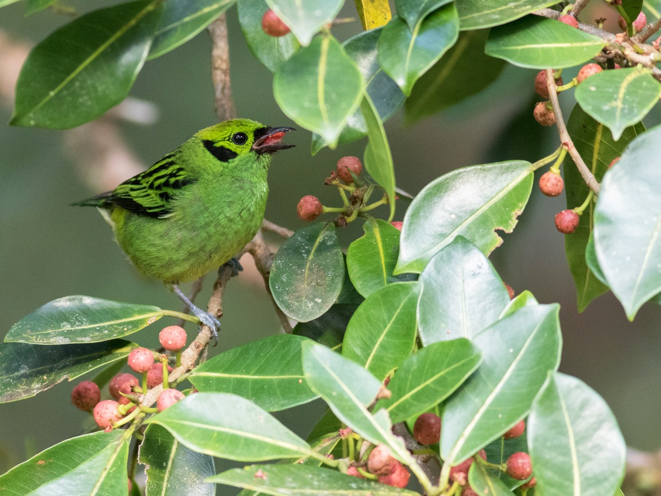 Emerald Tanager - eBird