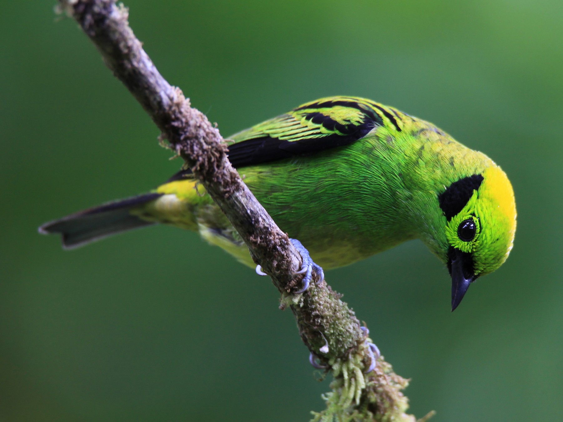 Emerald Tanager - eBird