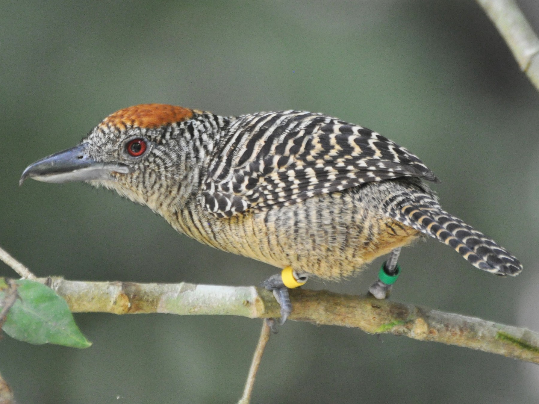 Papa-formiga-barrado - eBird