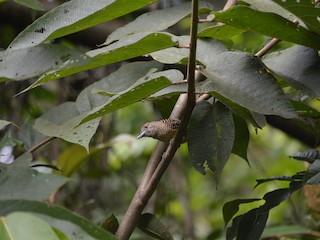 Fasciated Antshrike - eBird