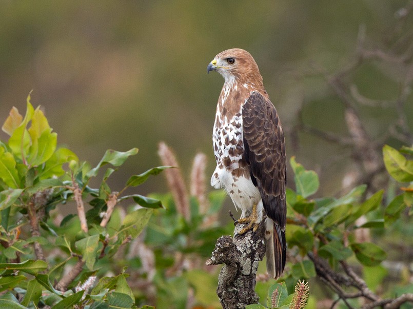 Red-necked Buzzard - eBird