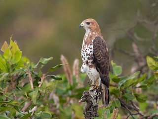 Red-necked Buzzard - eBird