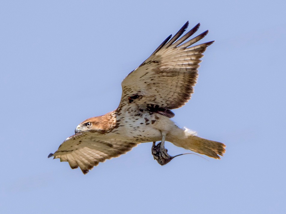 Red-necked Buzzard - eBird