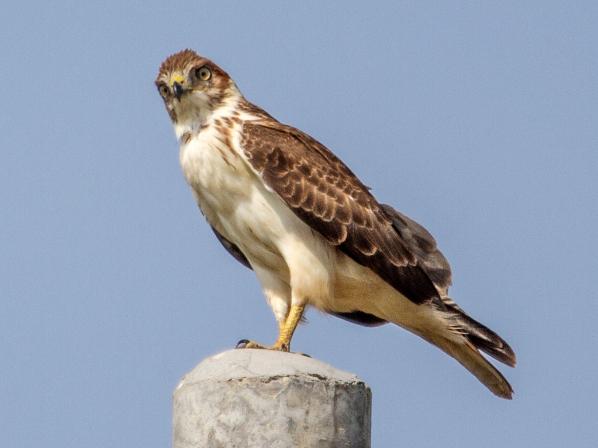 Red-necked Buzzard - eBird