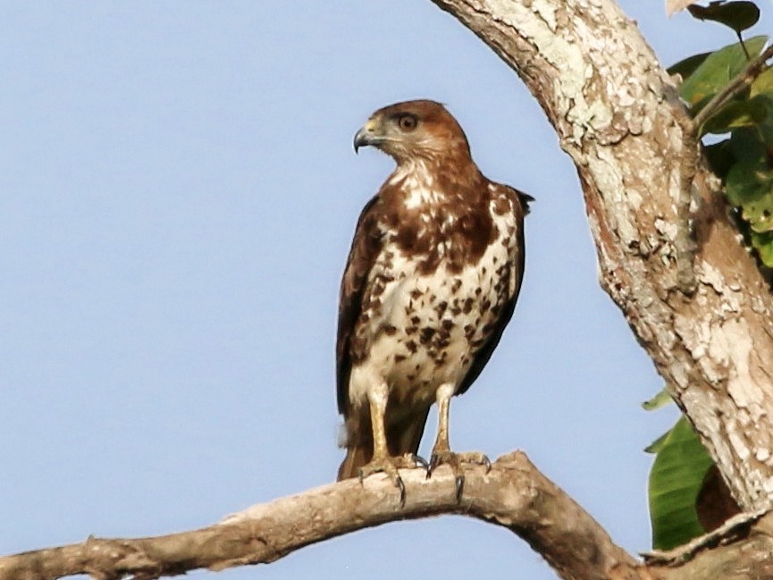 Red-necked Buzzard - eBird
