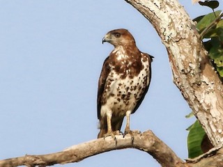 Red-necked Buzzard - eBird