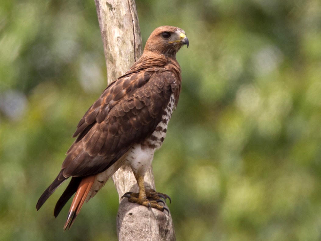 Red-necked Buzzard - eBird