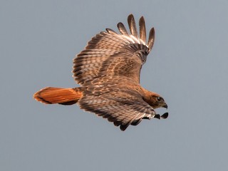 Red-necked Buzzard - eBird