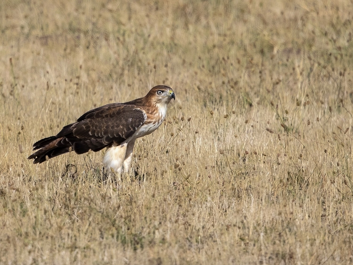 Red-necked Buzzard - eBird