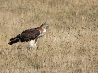 Red-necked Buzzard - eBird