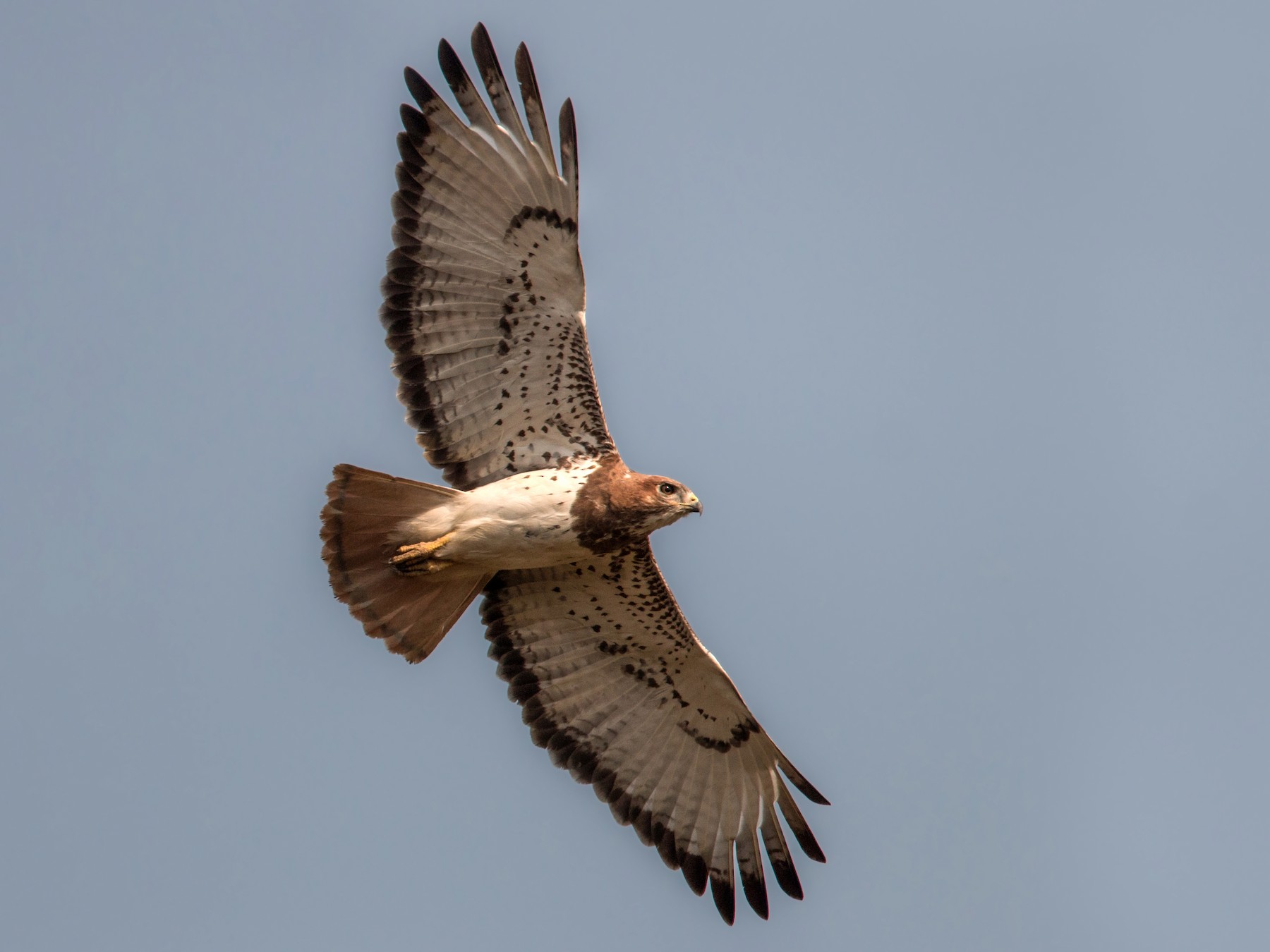 Red-necked Buzzard - eBird