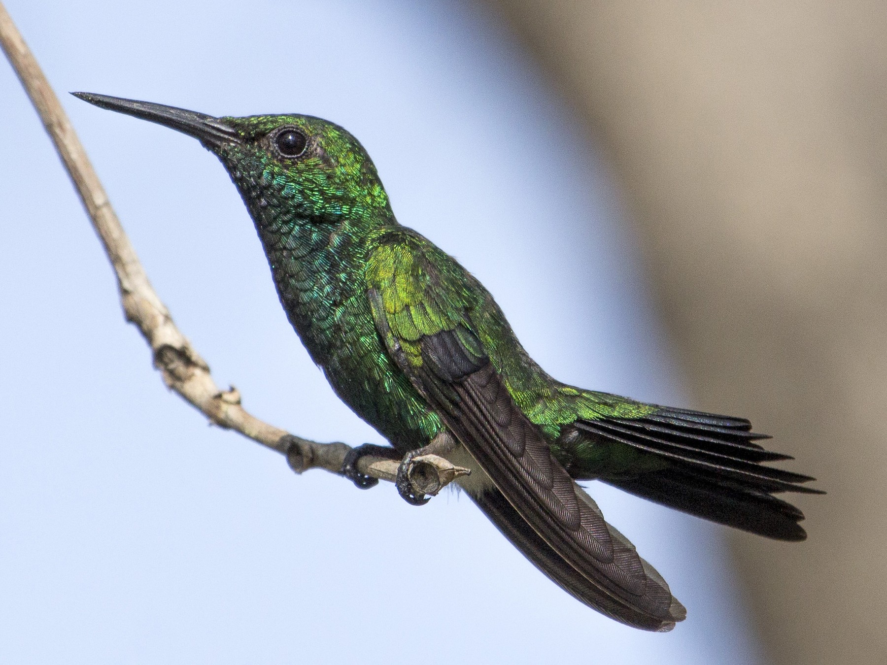 Garden Emerald - eBird