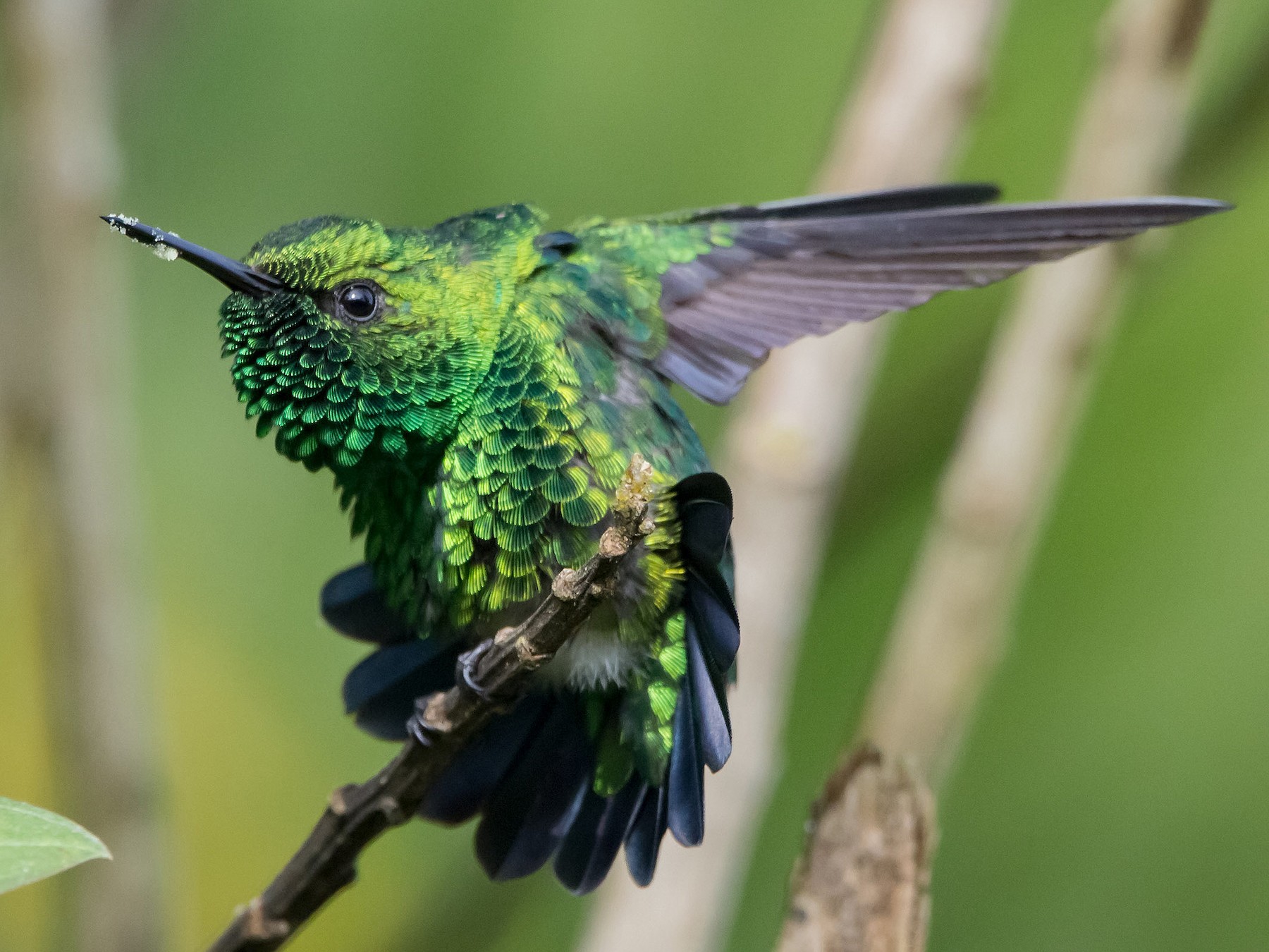 Garden Emerald - eBird