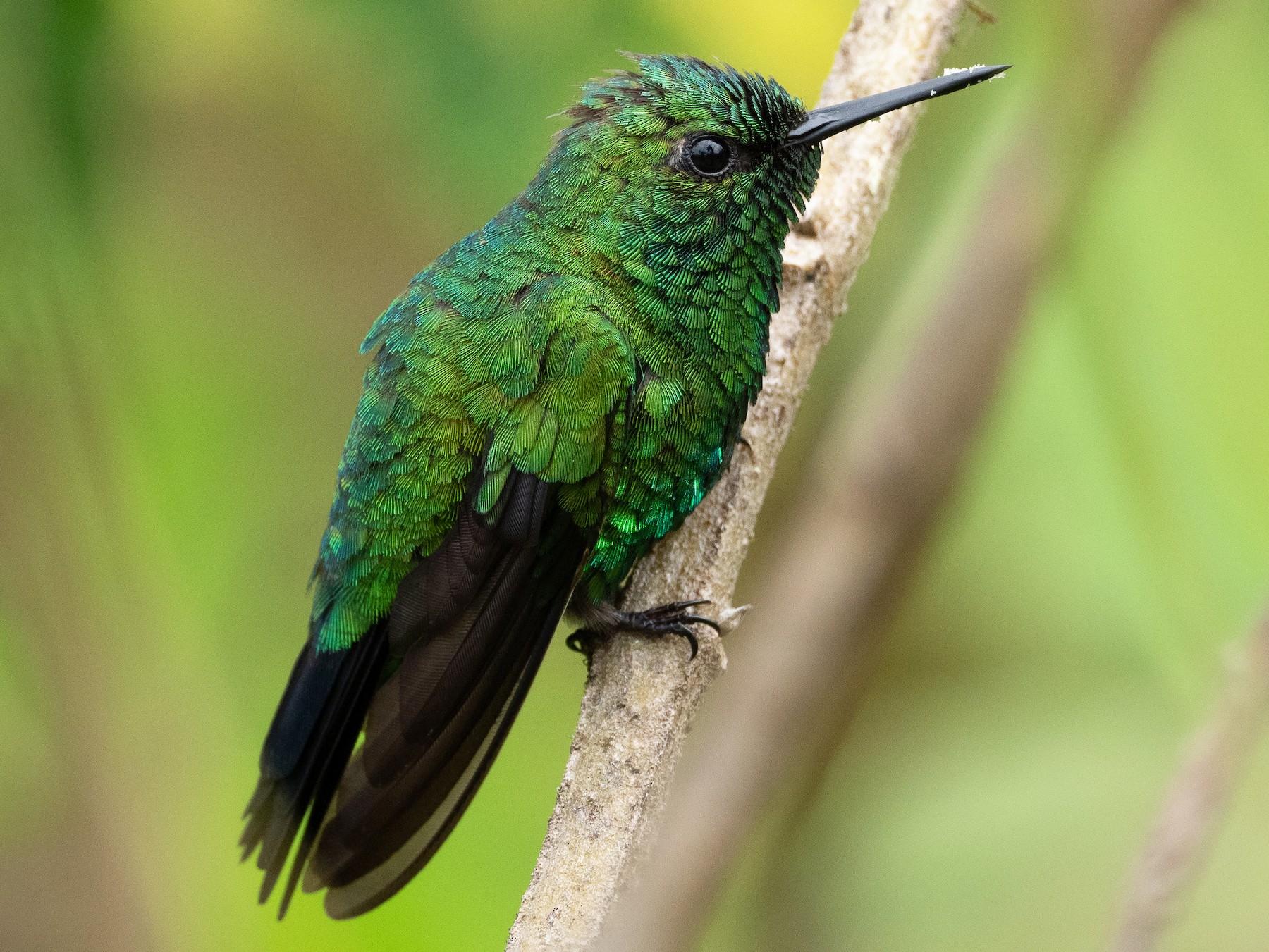 Garden Emerald - eBird