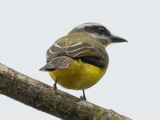 Golden-bellied Flycatcher - eBird