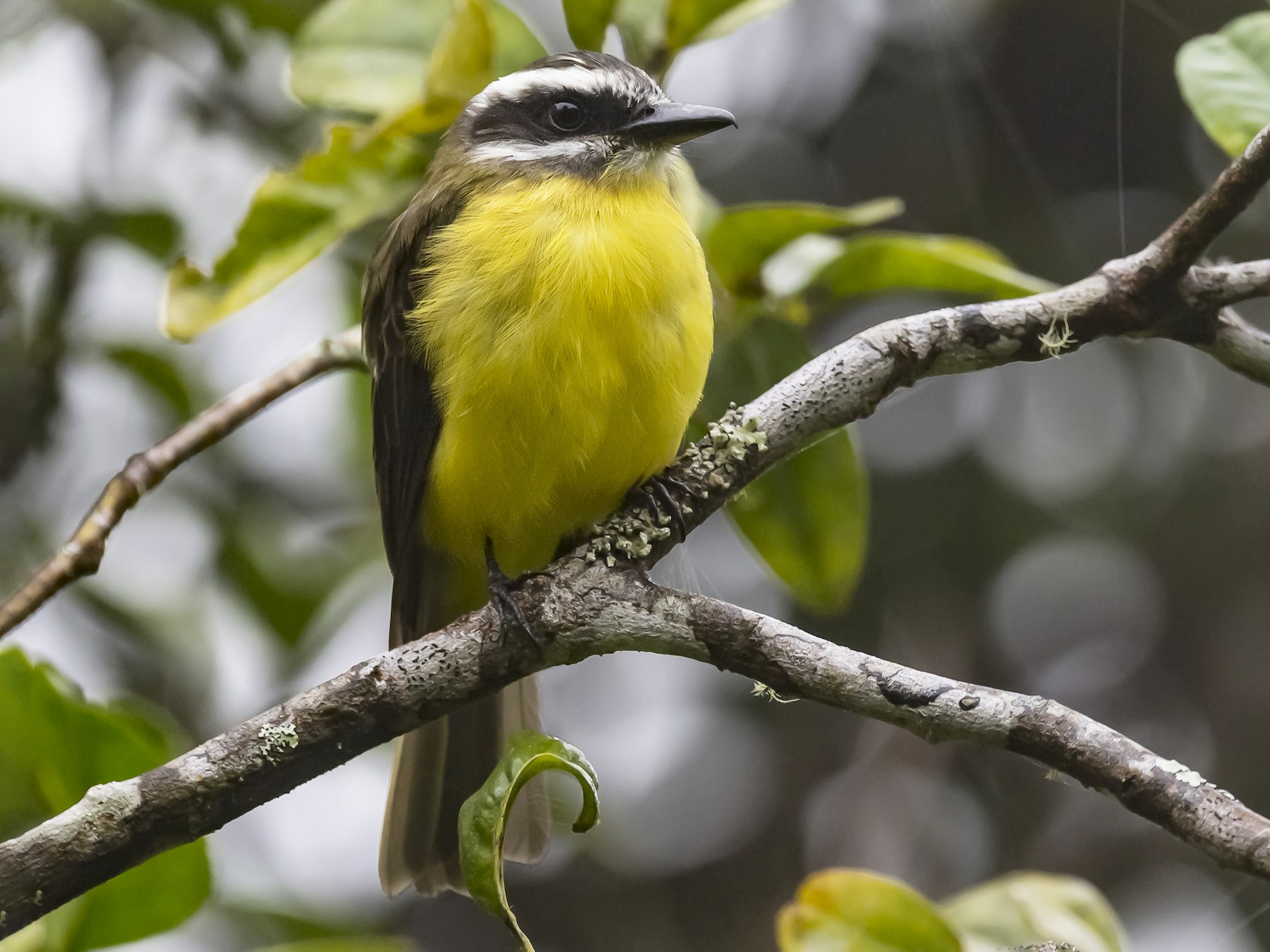 Juvenile Yellow Bellied Flycatcher