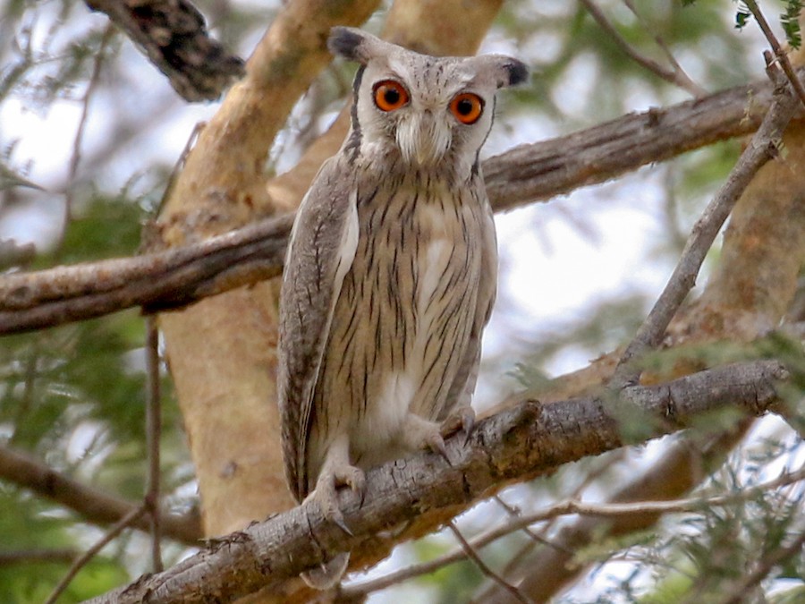 Northern White-faced Owl - eBird