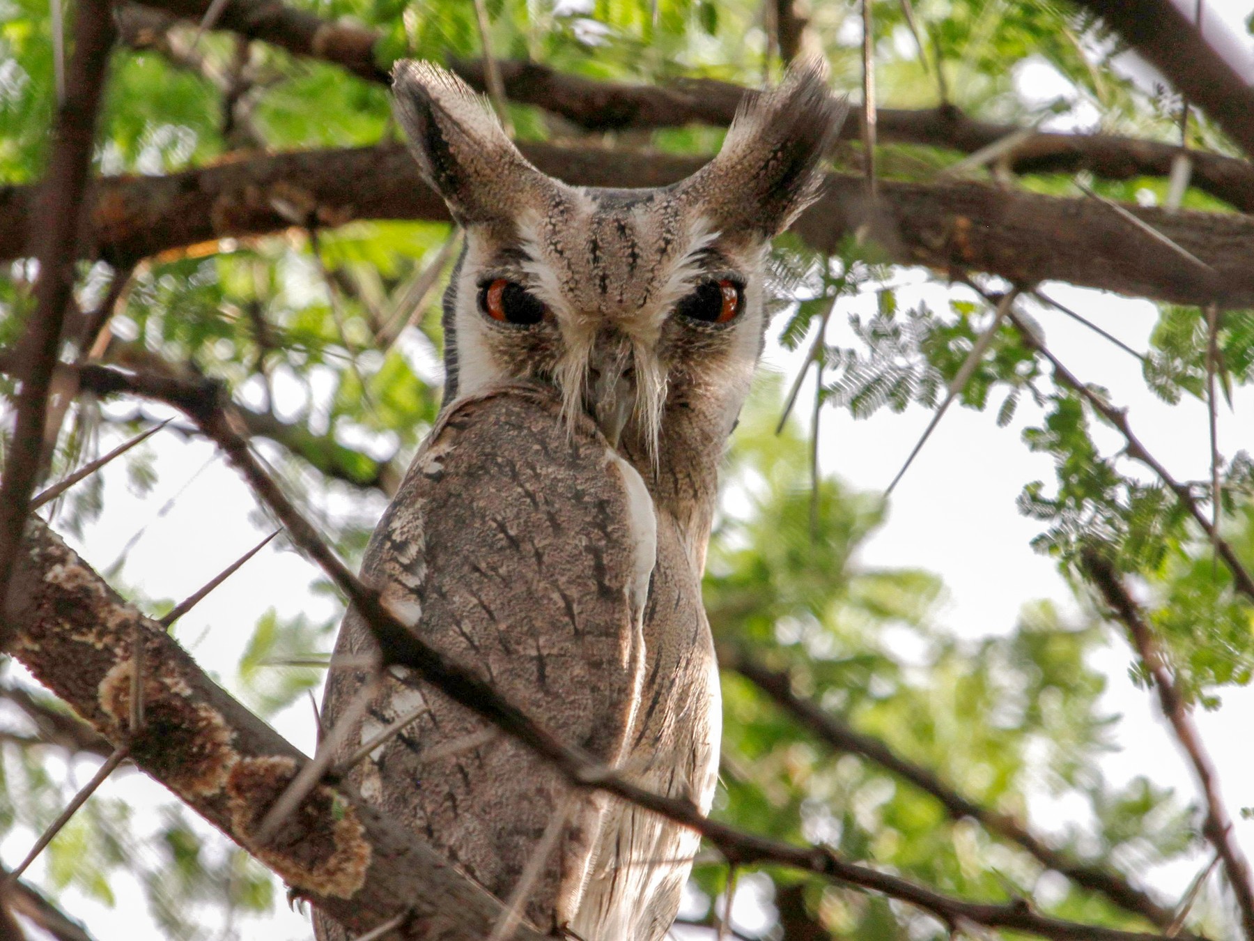 Northern White-faced Owl - eBird
