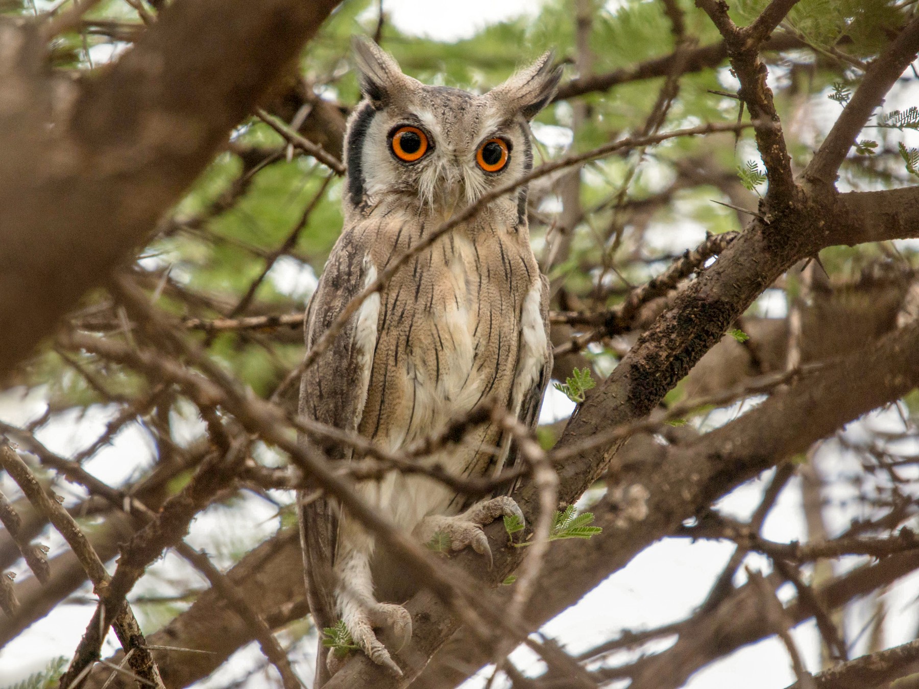 Northern White-faced Owl - eBird
