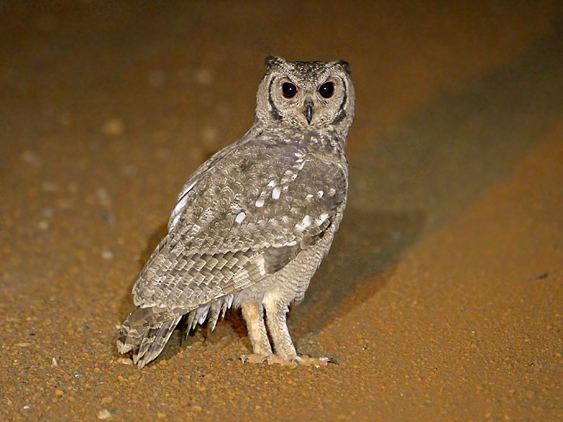 Grand-duc du Sahel - eBird