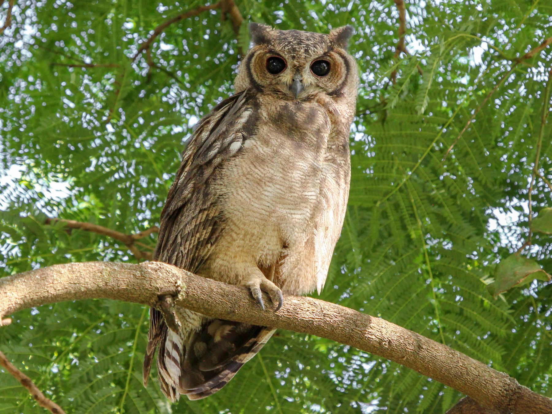 Grayish Eagle-Owl - eBird