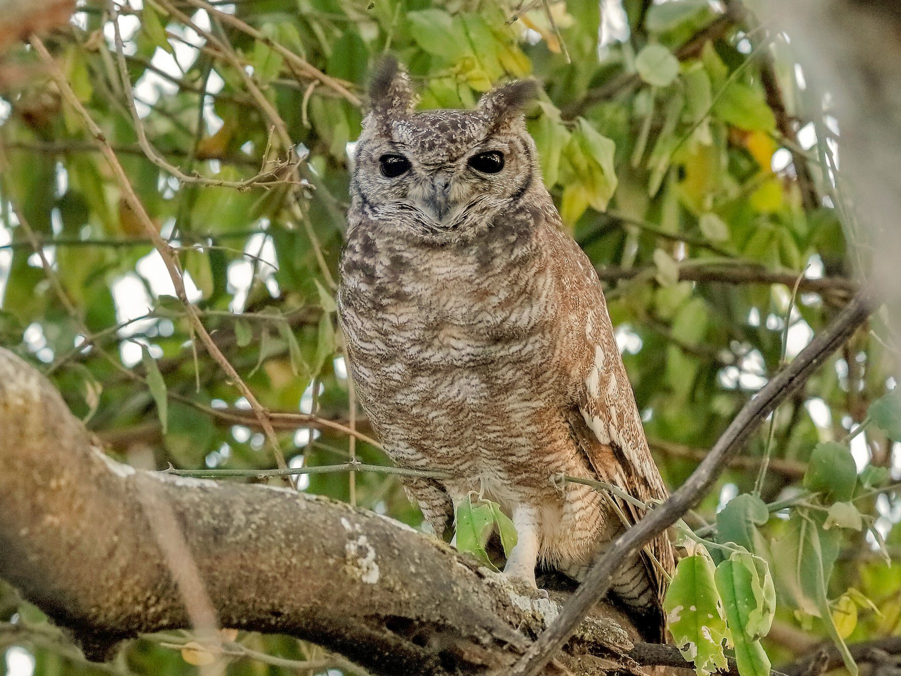 Grayish Eagle-Owl - eBird