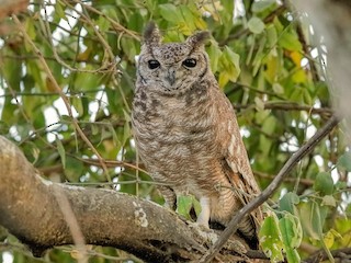 Grayish Eagle-Owl - eBird