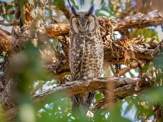 Abyssinian Owl - eBird