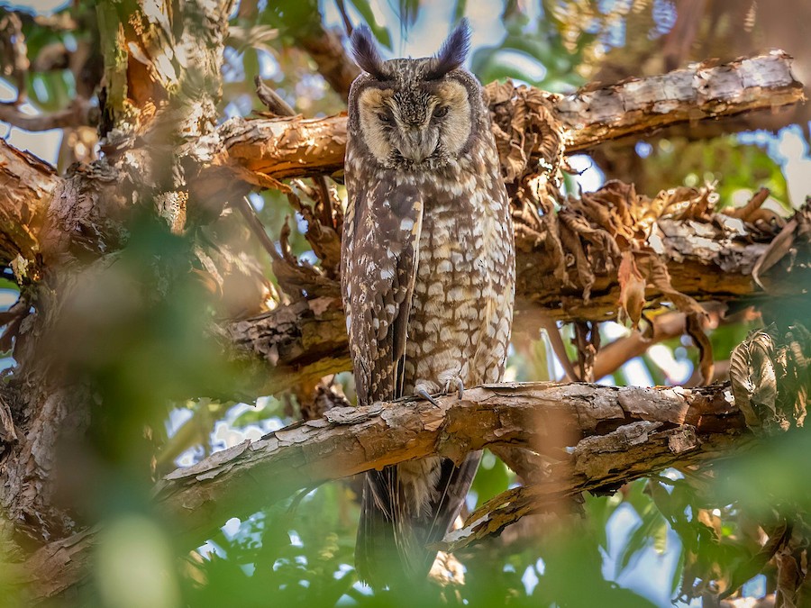 Abyssinian Owl - eBird
