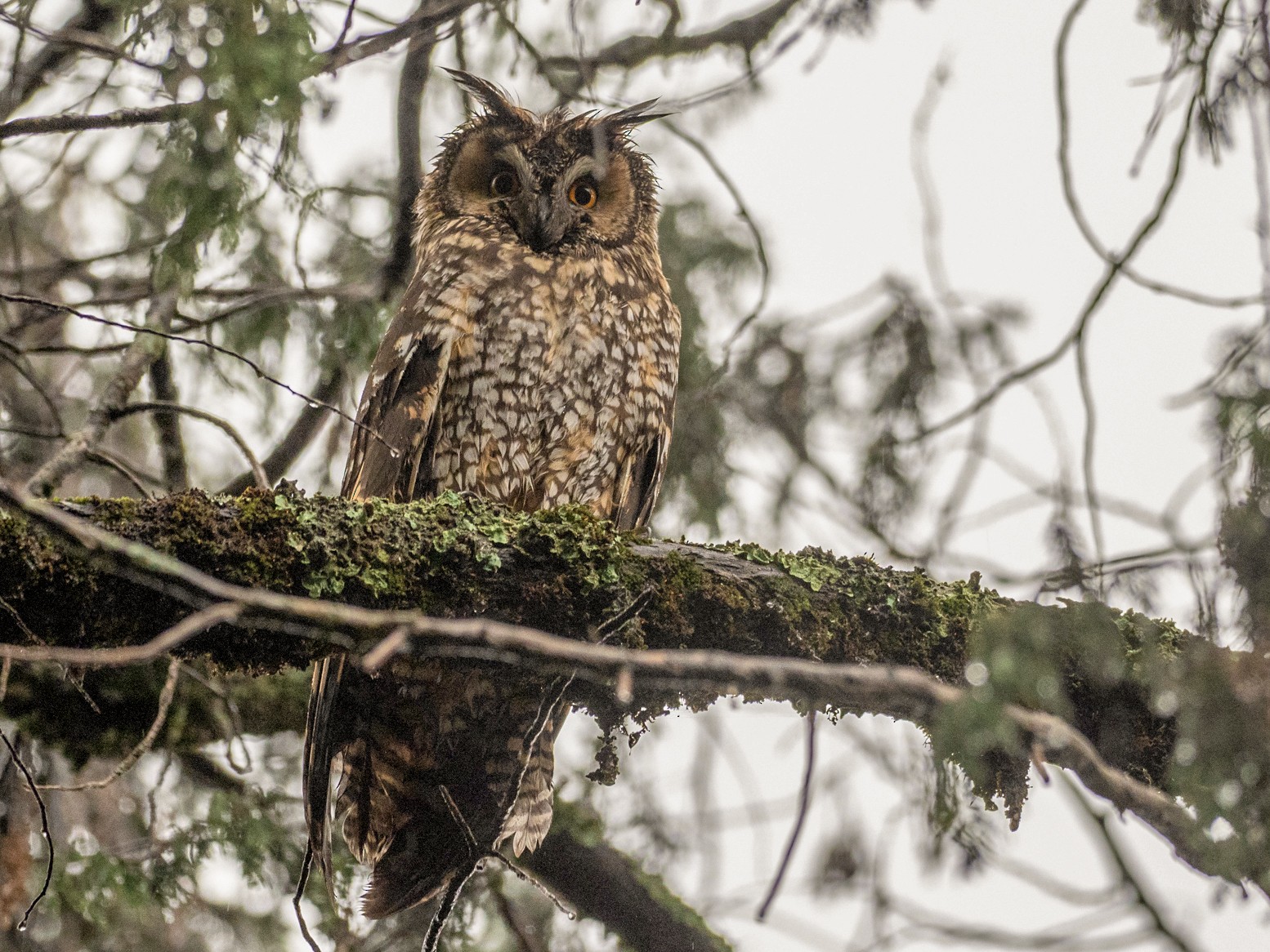 Abyssinian Owl - eBird