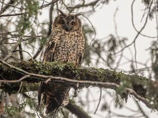 Abyssinian Owl - eBird