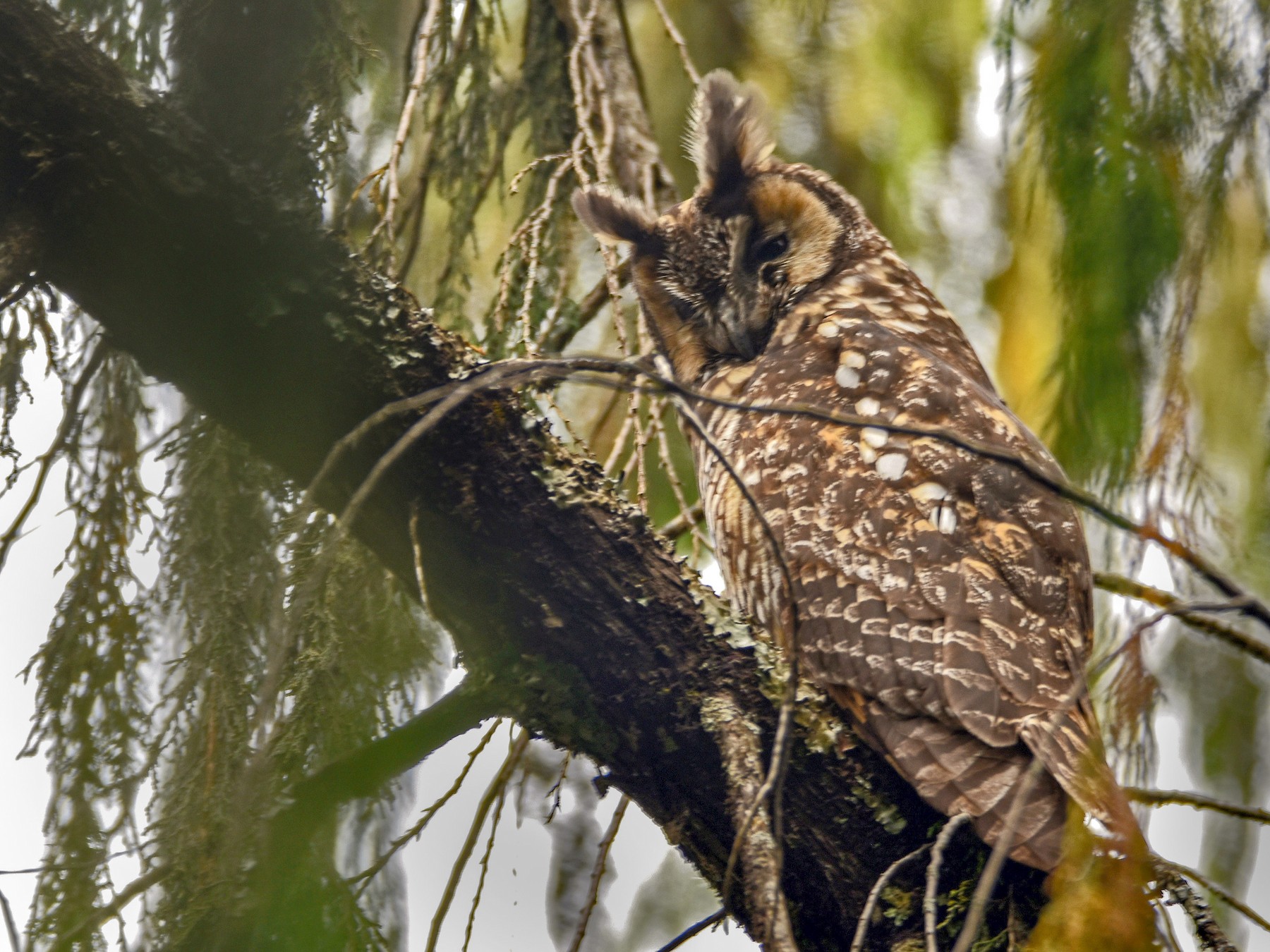 Abyssinian Owl - eBird