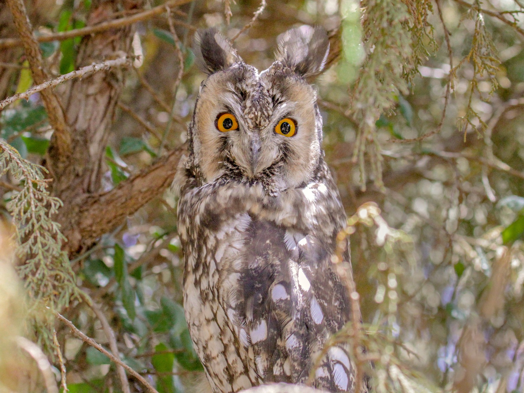 Abyssinian owl - eBird