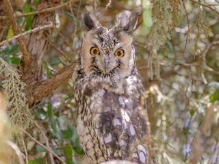 Abyssinian Owl - eBird
