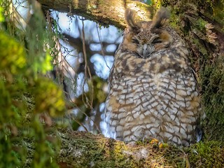 Abyssinian Owl - eBird