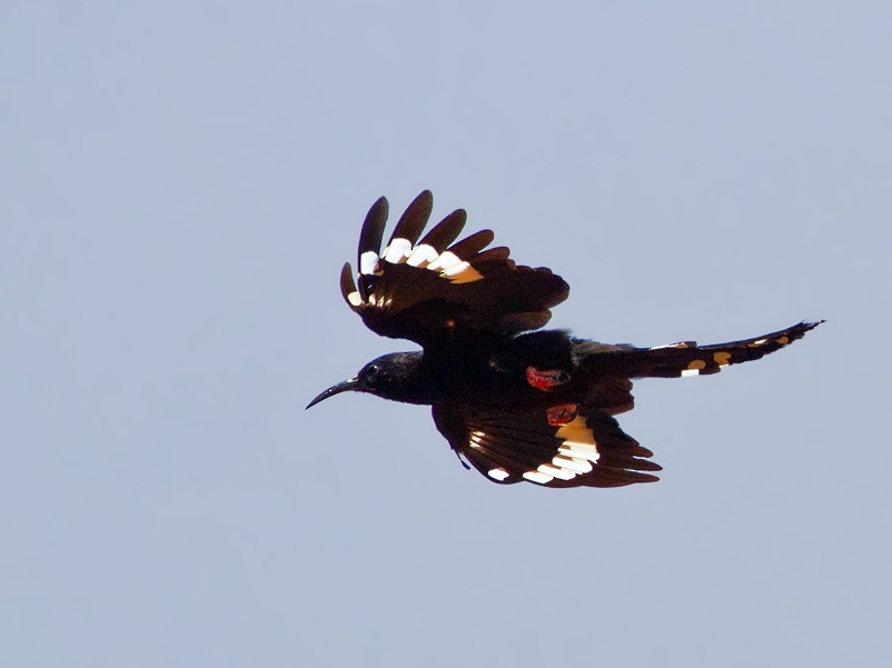 Black-billed Woodhoopoe - eBird