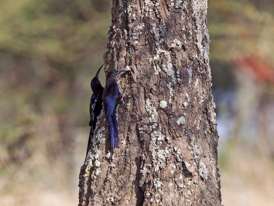 Black-billed Wood Hoopoe - eBird