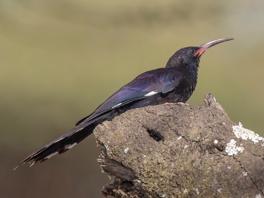 Black-billed Wood-hoopoe - eBird