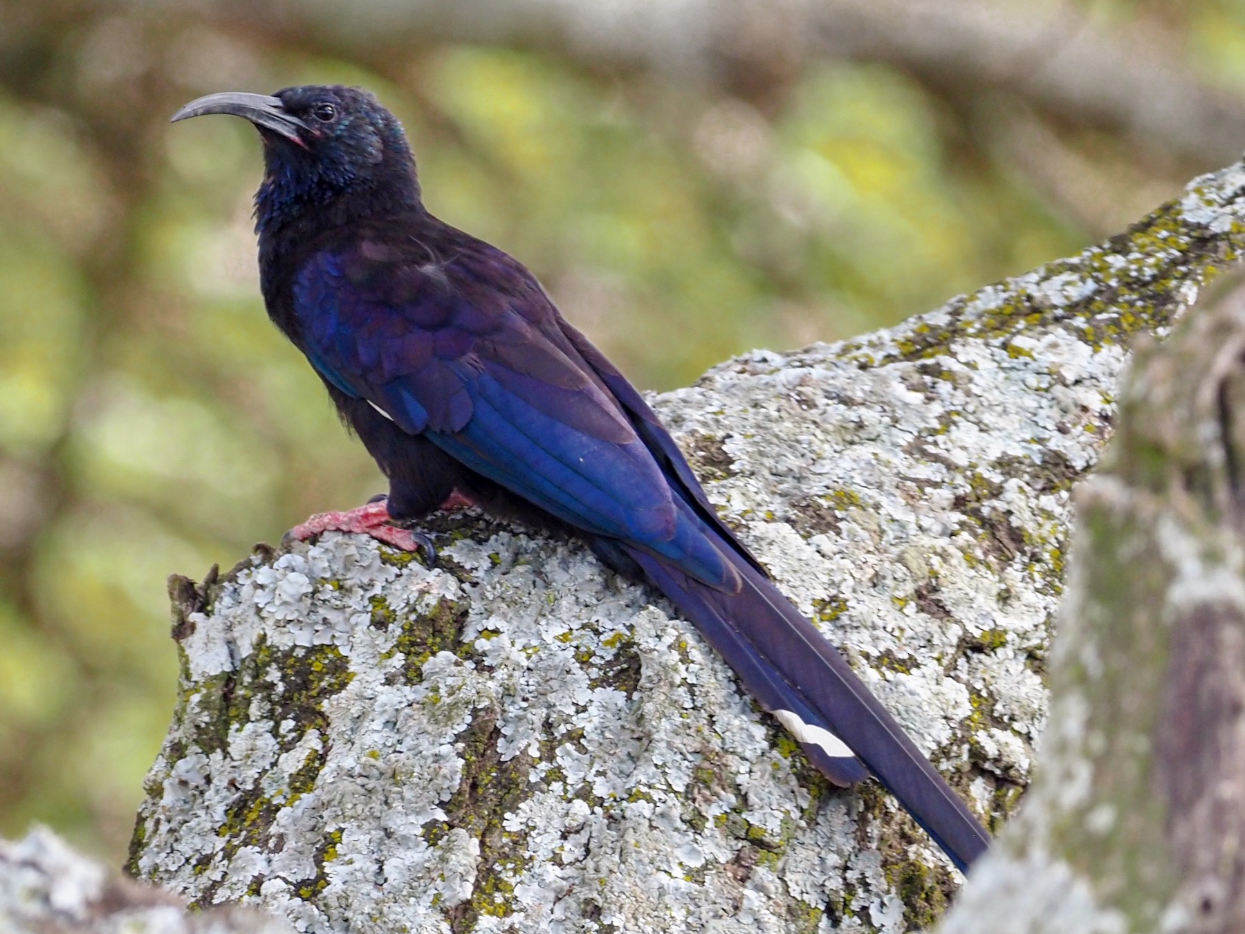 Black-billed Woodhoopoe - eBird