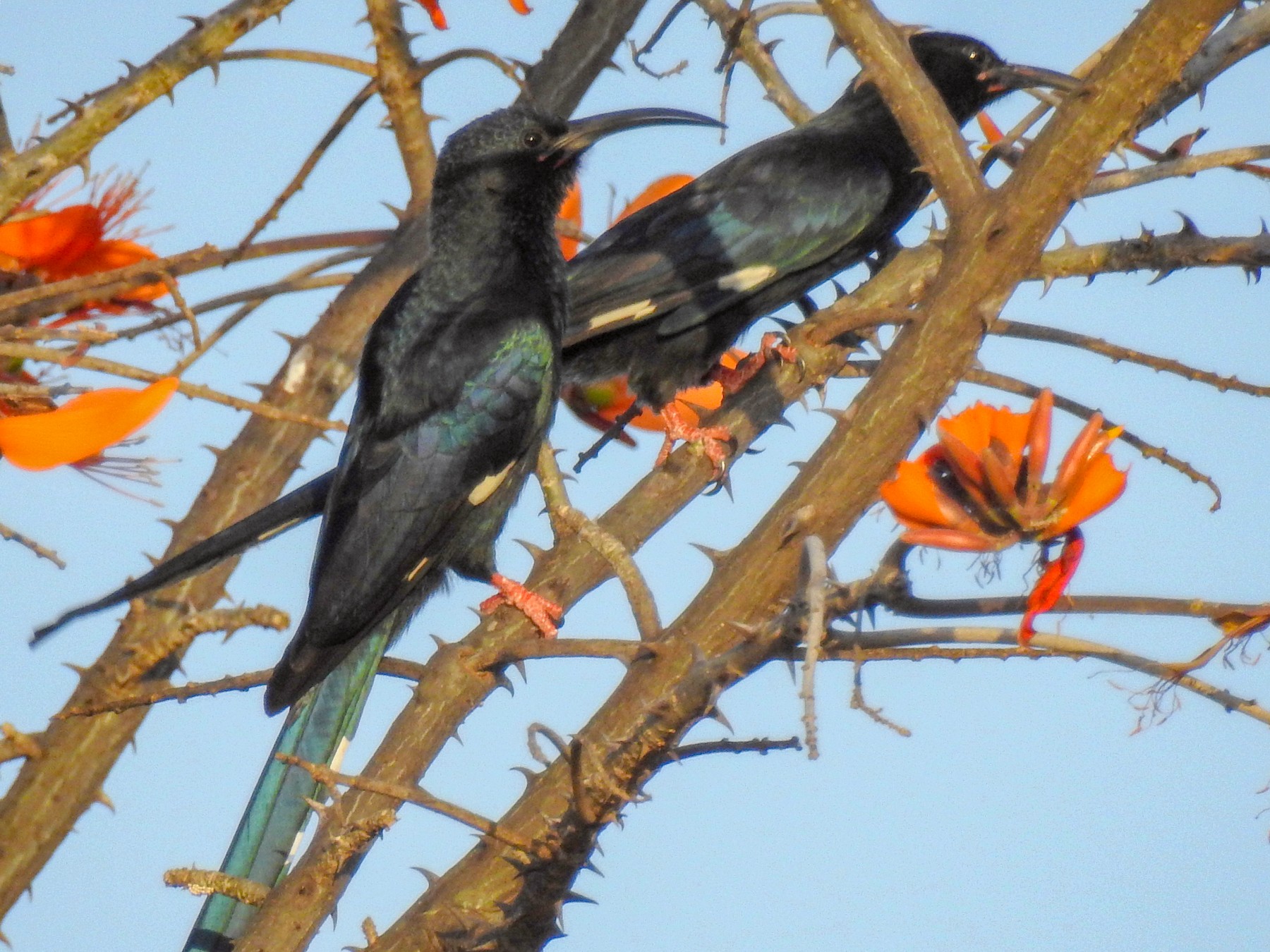 Wood Hoopoe