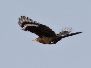 Black Scimitarbill - eBird