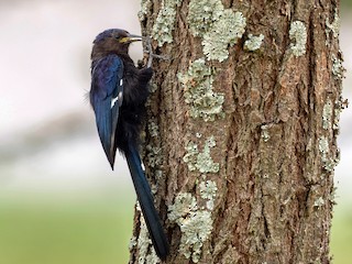 Black Scimitarbill - eBird