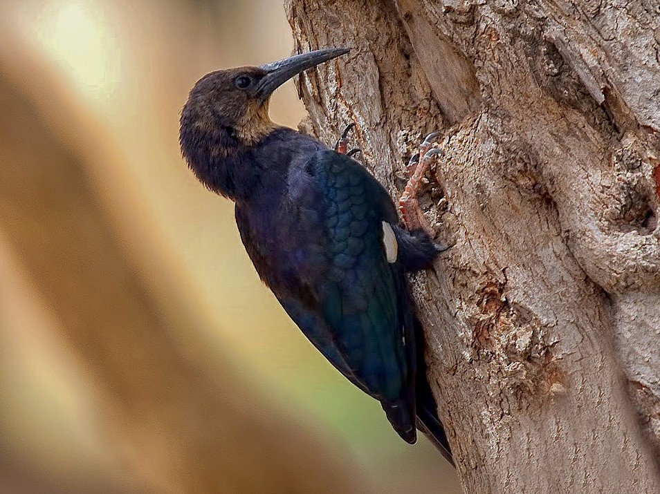 Black Scimitarbill - eBird